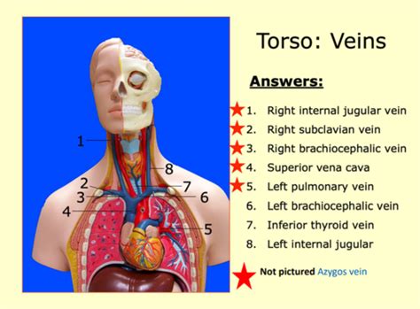 Torso Veins Anatomy Flashcards Quizlet