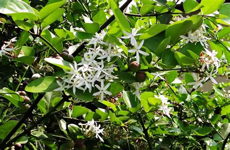 Fotos Gratis Rbol Rama Flor Fruta Hoja Comida Produce Hojas