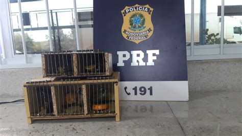 PRF flagra crime ambiental e resgata pássaros silvestres transportados