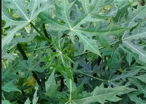 Manfaat Daun Pepaya Jepang Untuk Kesehatan Atasi Berbagai Penyakit