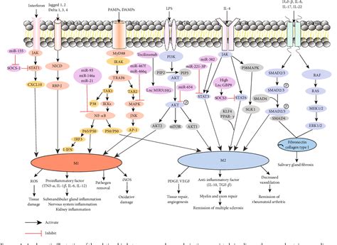 Figure 1 From Regulatory Mechanism Of M1 M2 Macrophage Polarization In