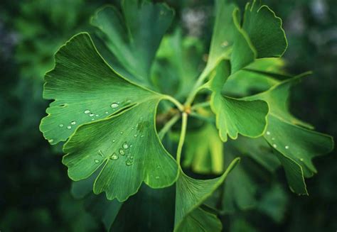 GINKGO BILOBA Bienfaits Utilisation Dangers