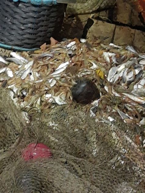 Tr S Homens S O Presos Pescando Camar O Em Paraty No Per Odo De Defeso