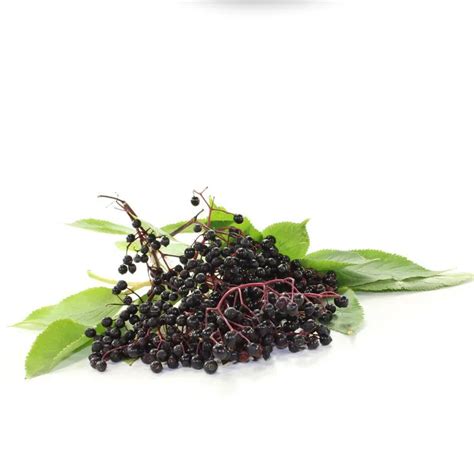 Benefits Of Elderberry Extract Dosage Side Effects