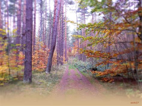 Wallpapers In Forest Colors Arthatravel