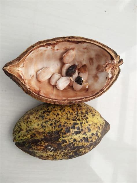 Cocoa Pod Breaking Machine Used To Split Cocoa Pods Taizy Machinery