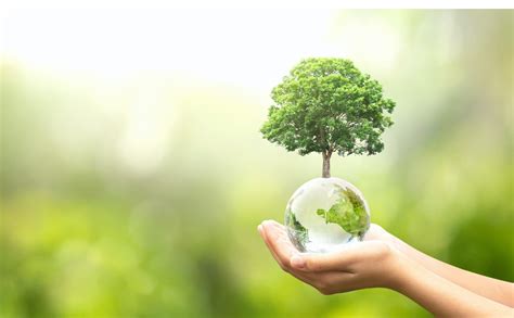 Ecología y educación ambiental Importancia de la conciencia ecológica
