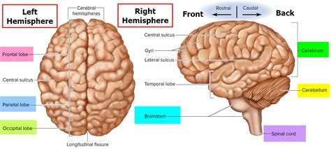 Get The Brain And Its Functions Diagram Png
