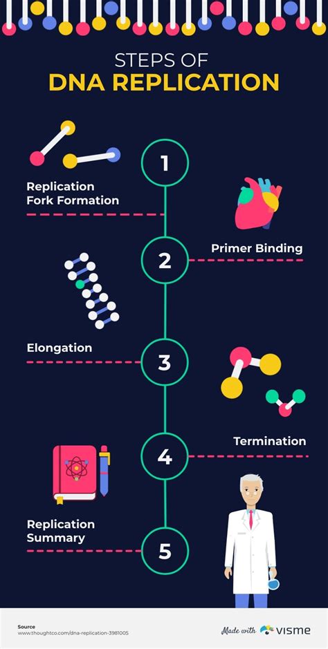 Steps Of DNA Replication Infographic Template Infographic Templates