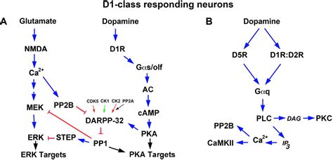 The Physiology Signaling And Pharmacology Of Dopamine Receptors