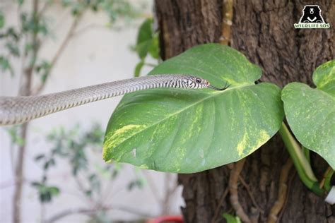 Snakes With Legs The Curious Case Of Snake Evolution