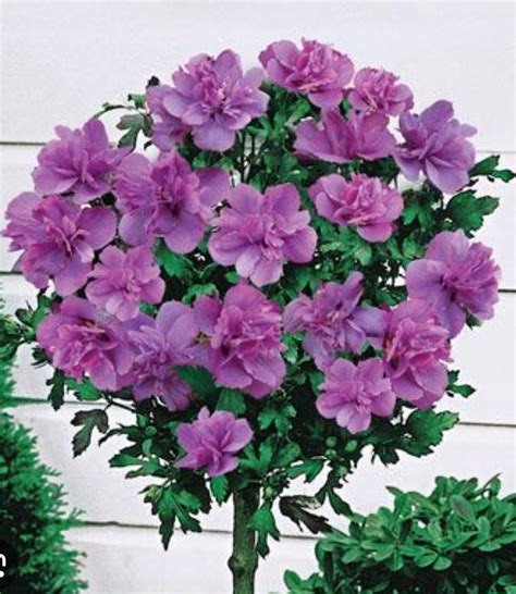Ketmia Syryjska Hibiskus Ardens Szczepiona Na Pniu 14104217282 Allegro Pl