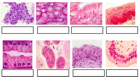 Epithelial Tissue Diagram Ii Diagram Quizlet