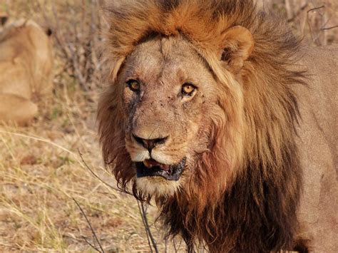 8 lugares imprescindibles que ver en Botswana El rincón de Sele