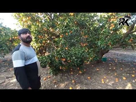 ઈઝરઇલ ખતકમ આજ સનતર ન બગચ મ ગત અમ બવજ મજ આવ Israel