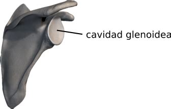 Cavidad Glenoidea Anatom A Cintura Escapular Y Extremidad Superior