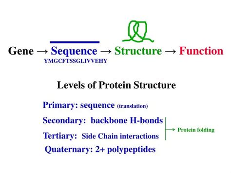 PPT Levels Of Protein Structure PowerPoint Presentation Free