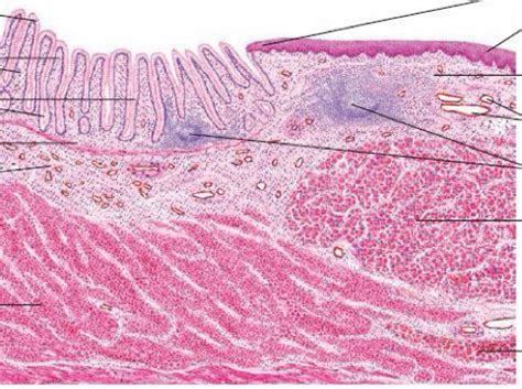 Histology Lab Final Flashcards Quizlet
