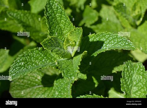 Menta común del jardín también conocida como mentha spicata creciendo