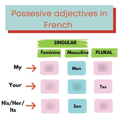 French Possessive Adjectives Diagram Quizlet