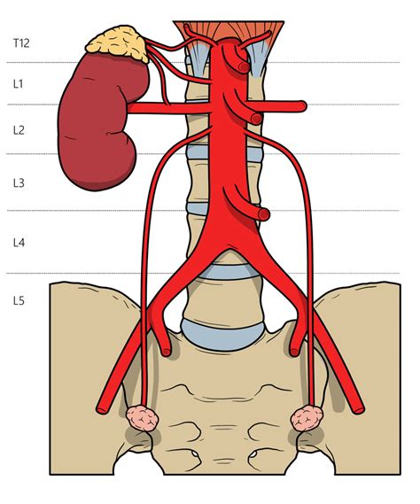 Diagram Of Branches Of The Abdominal Aorta Quizlet