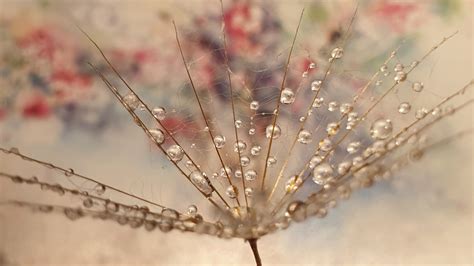 Bouquet De Perles Dominique Desquets Flickr