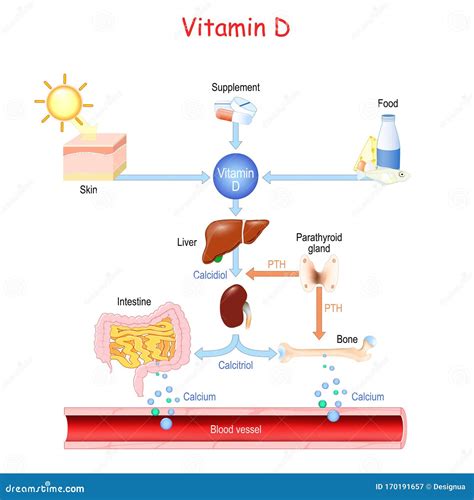 Vitamin D Uptake Calcium At Bradley Martin Blog
