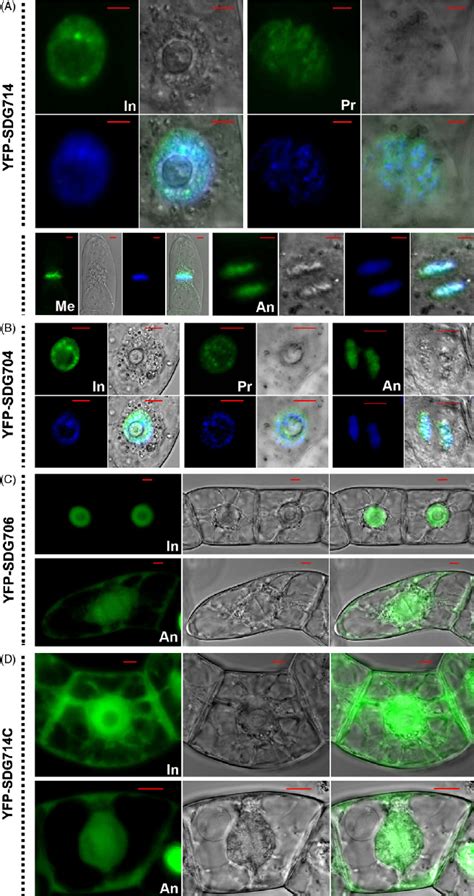 Subcellular Localization Of Full Length And Mutant Rice SET Domain