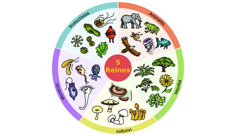Los Reinos De Los Seres Vivos