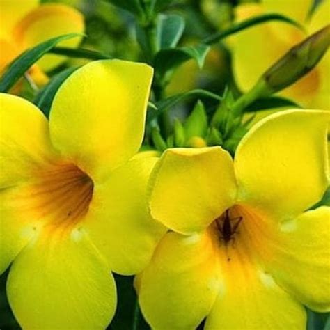 Jual Tanaman Hias Bunga Alamanda Kuning Pohon Alamanda Kuning Kota