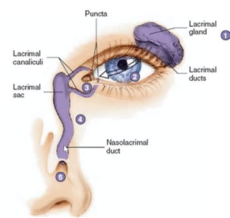 Lacrimal Apparatus Flashcards Quizlet