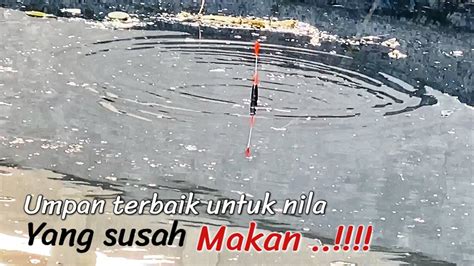 Umpan Terbaik Untuk Ikan Nila Liar Susah Makan Mancing Ikan Nila Besar