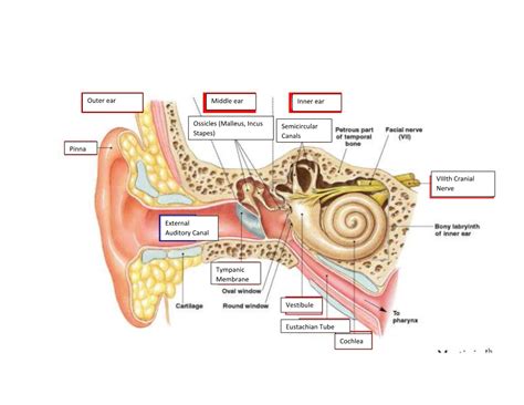 Ossicles Malleus Incus Stapes Semicircular Canals Viiith Cranial
