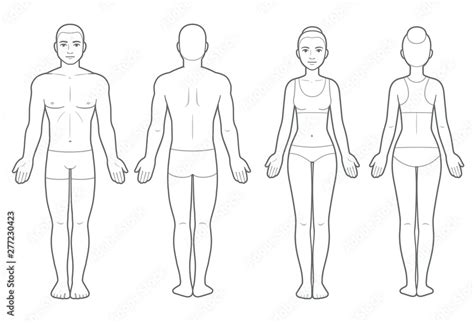 Male And Female Body Chart Stock Vector Adobe Stock