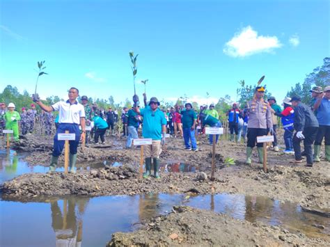 Lestarikan Ekosistem Pemkab Sorong Tanam 3 000 Bibit Mangrove Papua