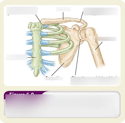 Shoulder Girdle Diagram Quizlet