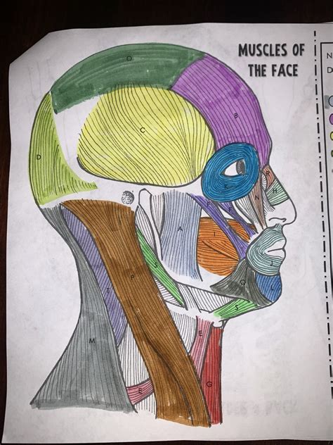 Muscles Of The Face Diagram Quizlet