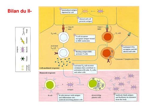 PPT II Le système immunitaire en action 1 Immunité innée Immunité