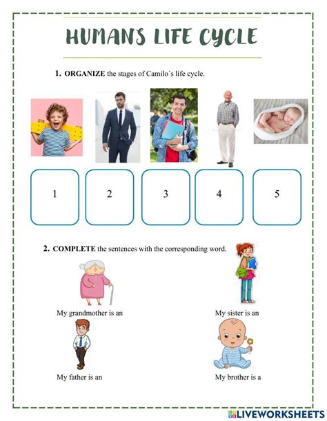 Human Life Cycle Life Online School Subjects Online Workouts Google