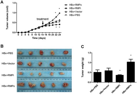 The Viral Oncoprotein HBx Of Hepatitis B Virus Promotes The Growth Of