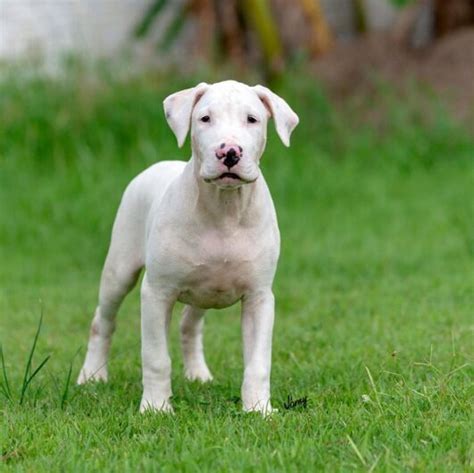 Conhe A Ra As Brasileiras De Cachorro