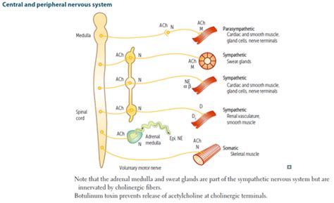 FA Pharmacology Autonomic Drugs Flashcards Quizlet