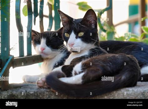 Black And White Cats Lying On The Ground Stock Photo Alamy