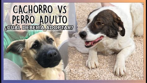 Por qué adoptar a un perro adulto Pros y contras Experiencia como