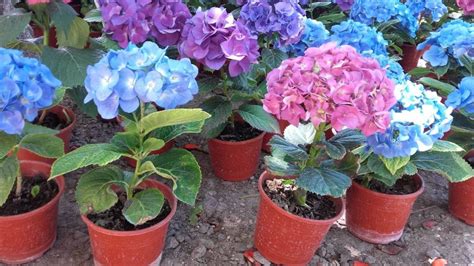 Details 100 Imagen Precio De Hortensias Abzlocal Mx