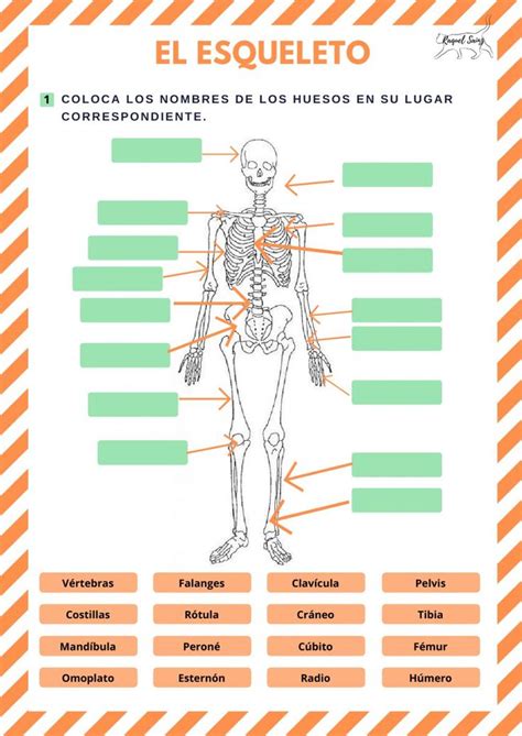 Ejercicio Online De El Aparato Locomotor Para 4 Puedes Hacer Los