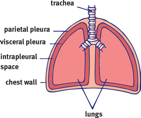 MCAT Biology Chapter 6 Flashcards Quizlet