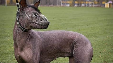 Les Races De Chiens Les Plus Frappantes Cr Es Par L Homme Youtube