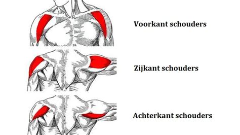 Beste Schouder Oefeningen Voor Massieve Schouderspieren Victor Mooren