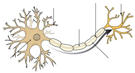 Anatomy Of A Neuron Diagram Quizlet